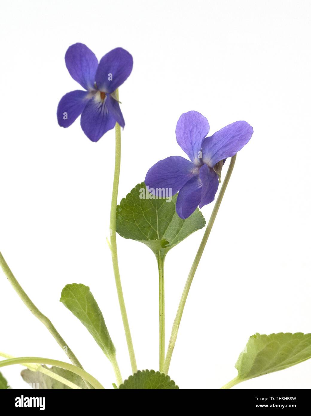 Scented violet, Viola odorata Stock Photo - Alamy