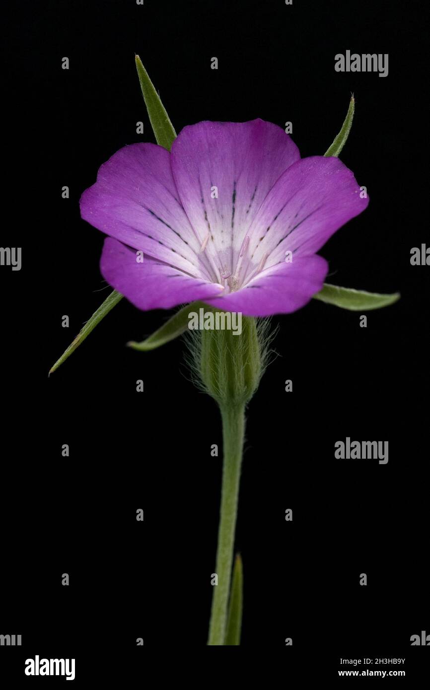 Agrostemma white hi-res stock photography and images - Alamy