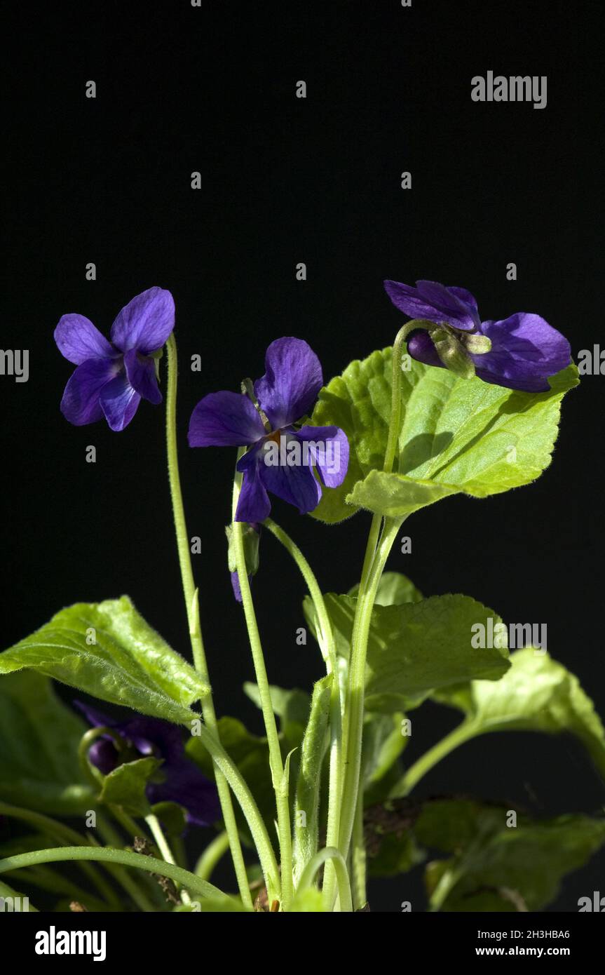 Scented violet, Viola, odorata Stock Photo - Alamy