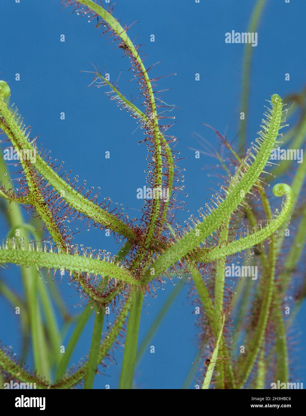 Long-leaved sundew; Drosera anglica Stock Photo - Alamy