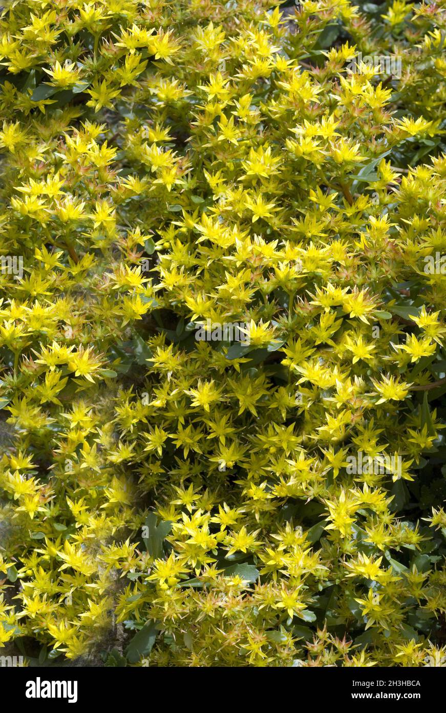 Stonecrop field hi-res stock photography and images - Alamy