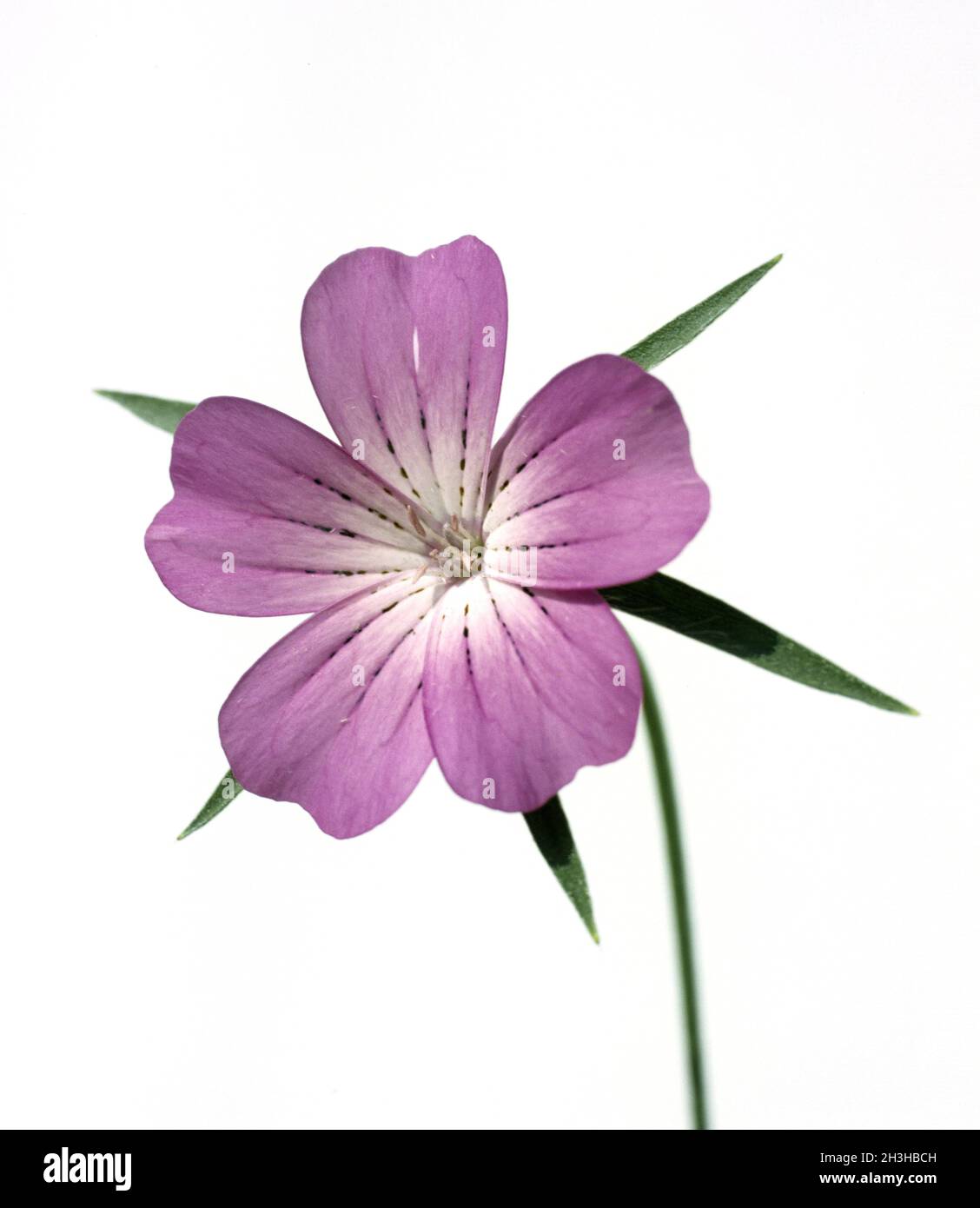 Corn cockle; Agrostemma githago Stock Photo - Alamy