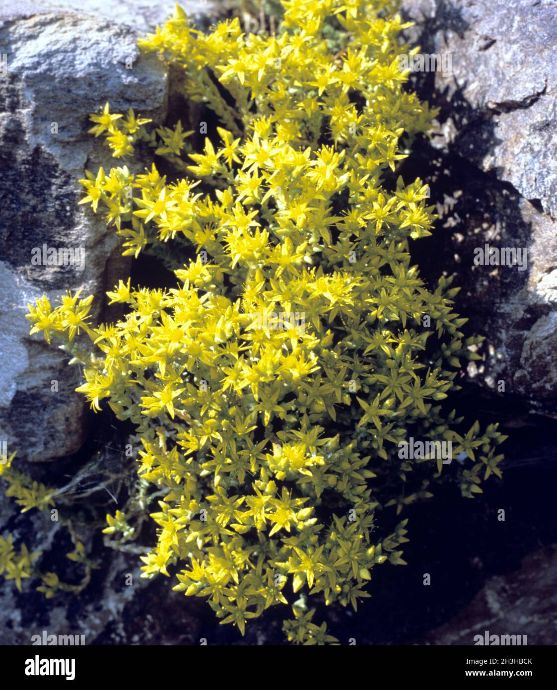 Stonecrop field hi-res stock photography and images - Alamy
