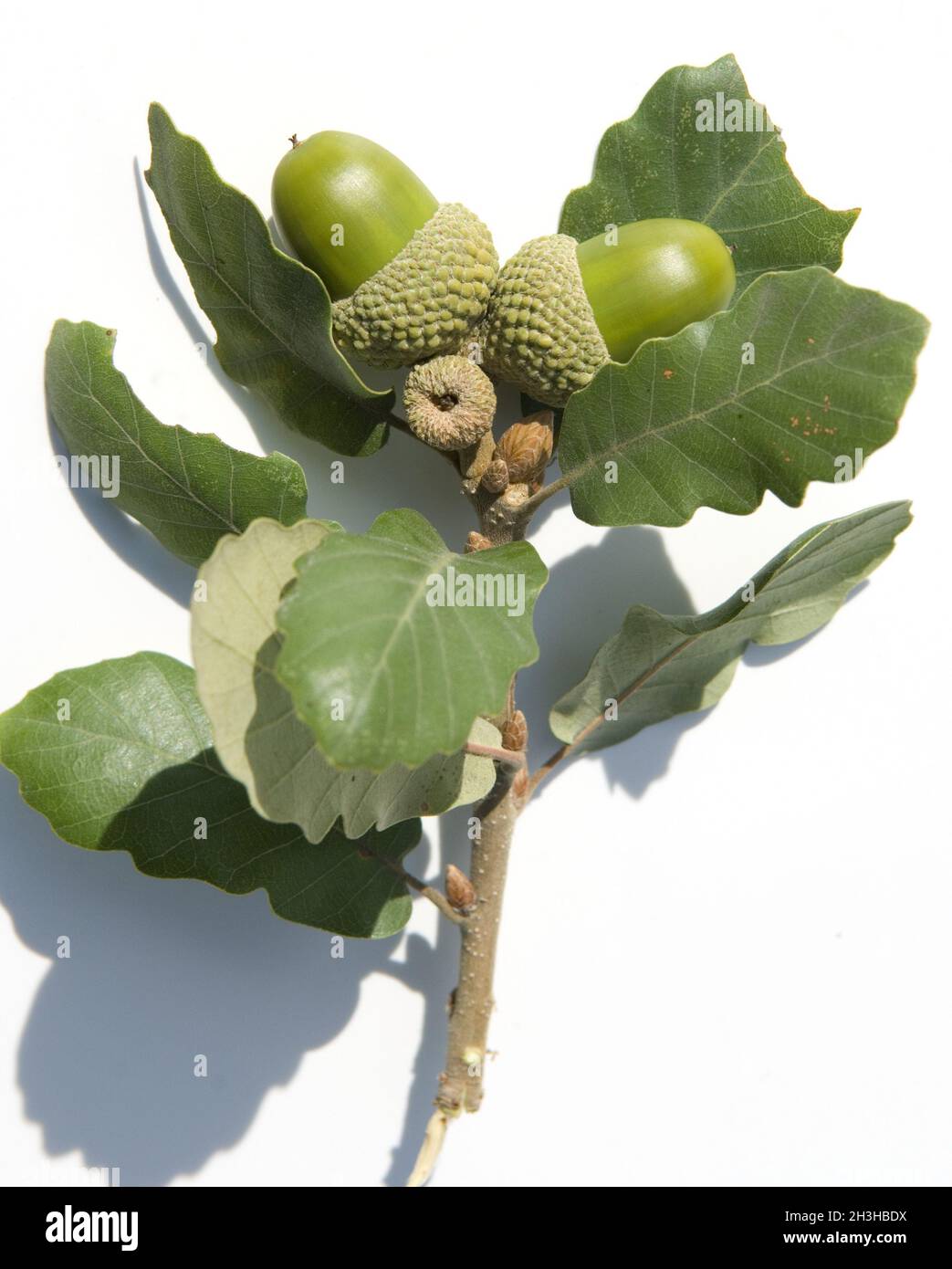 Spanish oak hi-res stock photography and images - Alamy