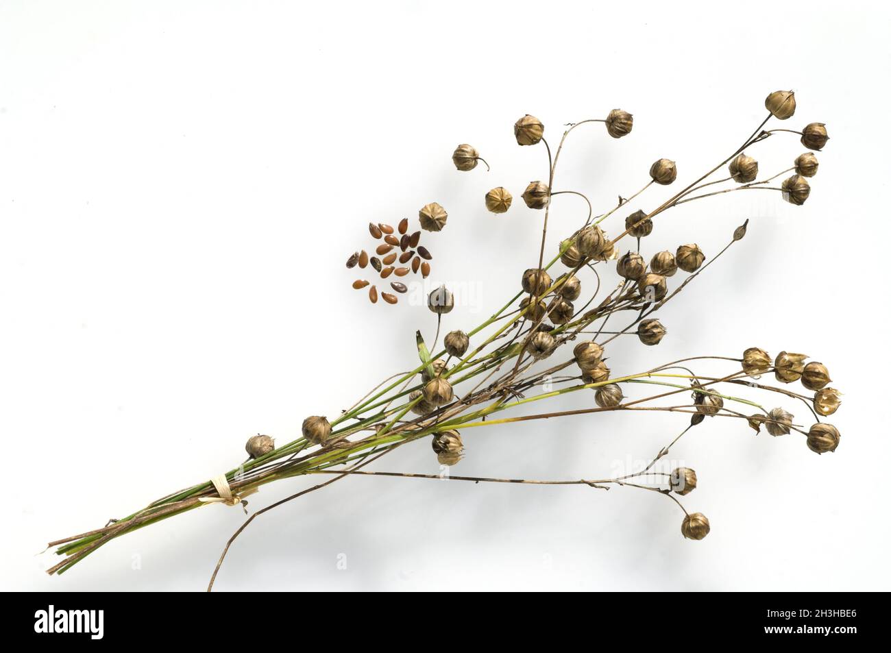 Linseed plant Cut Out Stock Images & Pictures - Alamy
