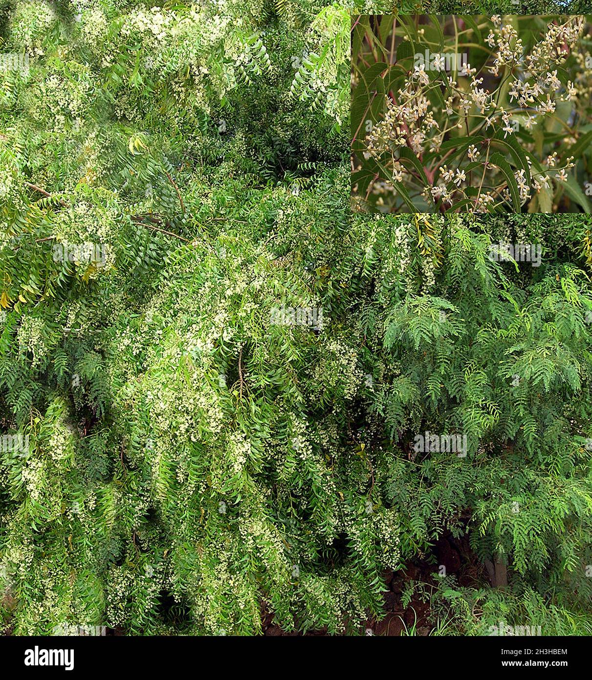 Deciduous tree medicine hi-res stock photography and images - Alamy