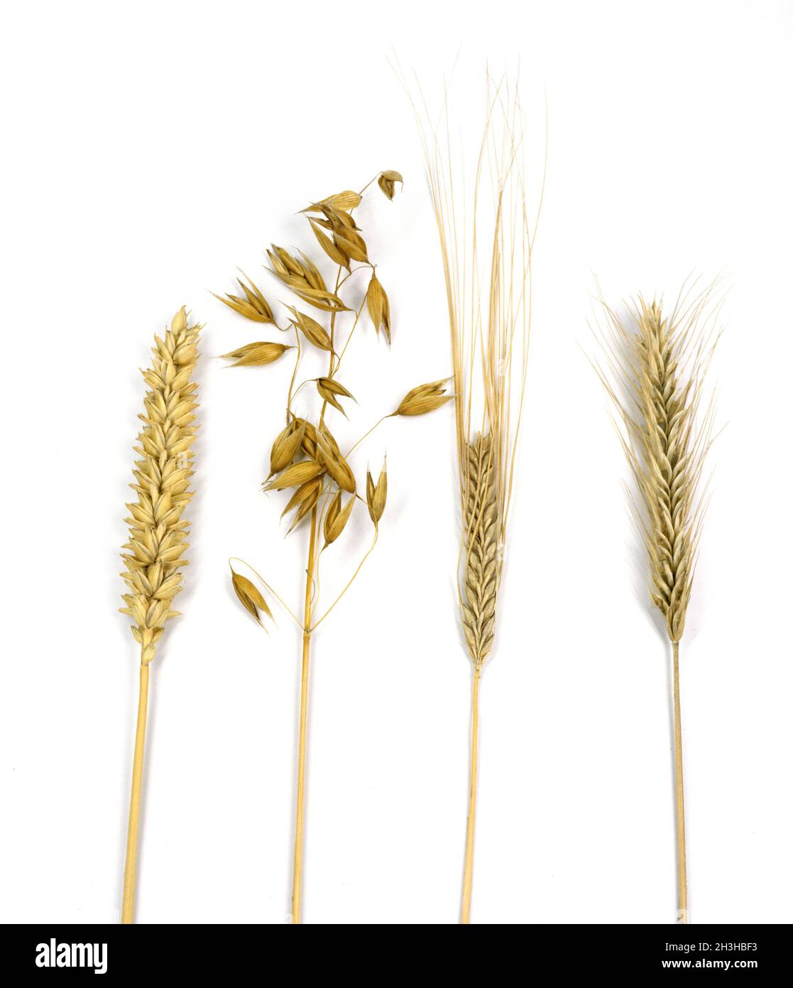 Germany wheat grain Cut Out Stock Images & Pictures - Alamy