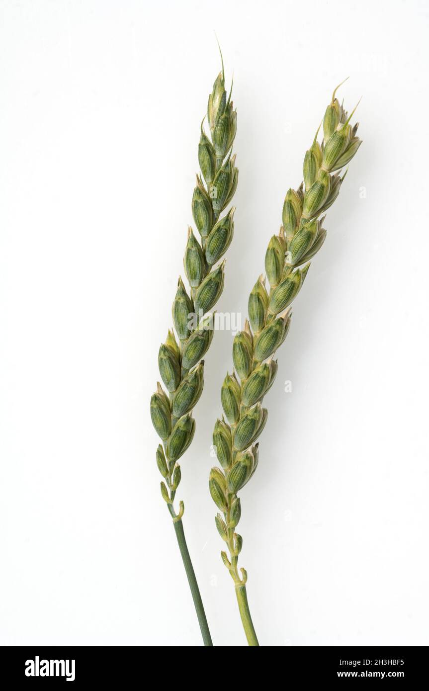 Dinkel acker hi-res stock photography and images - Alamy