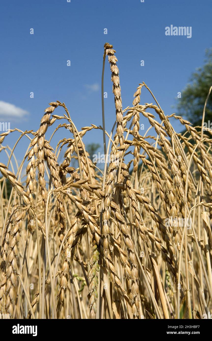 Spelt grass hi-res stock photography and images - Alamy