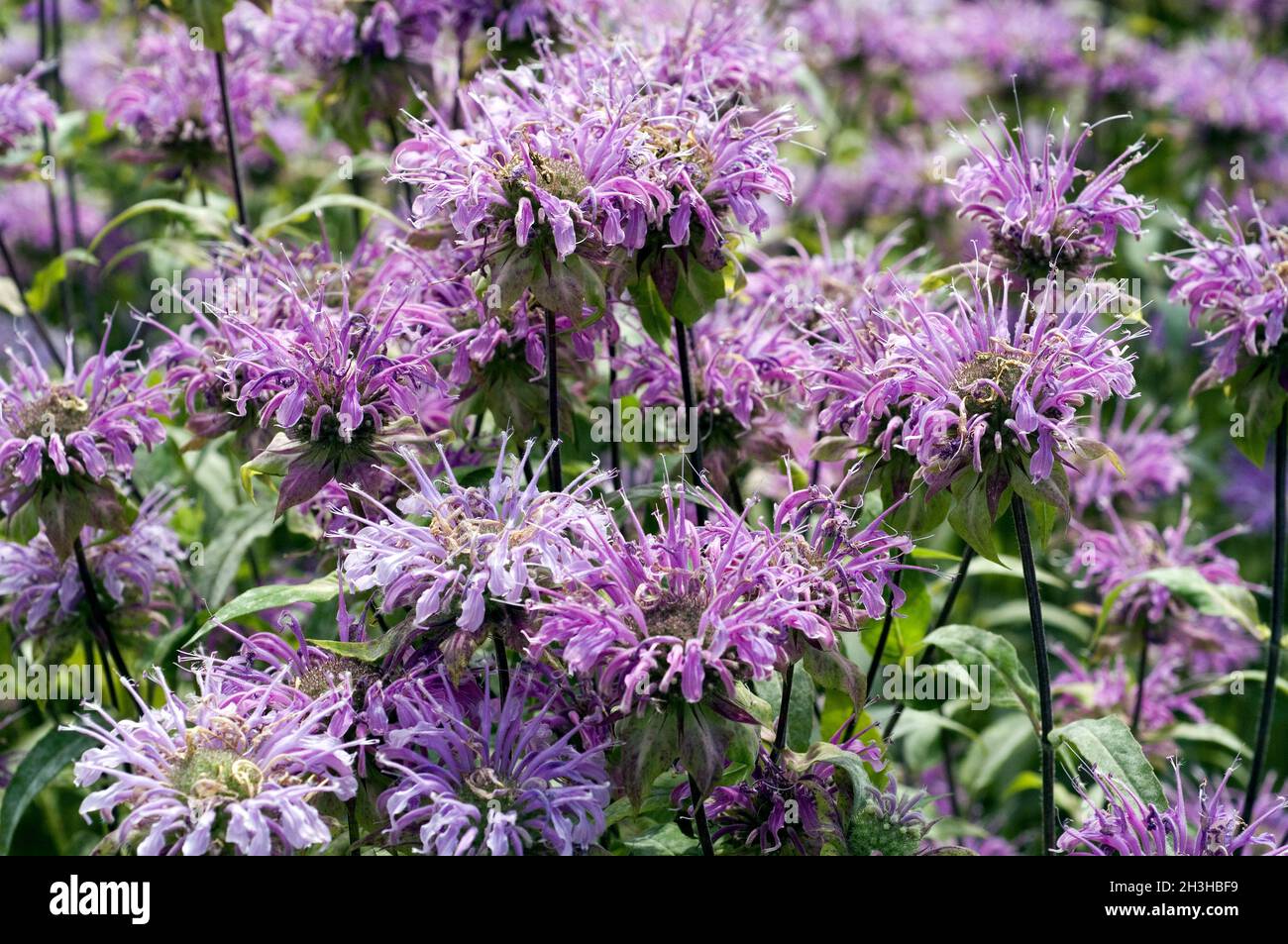 Indian nettle tea hi-res stock photography and images - Alamy