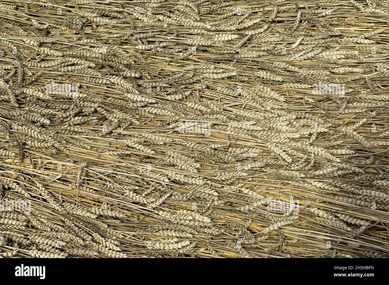 Grain field; Grain field storm damage; Grain field wind damage Stock ...