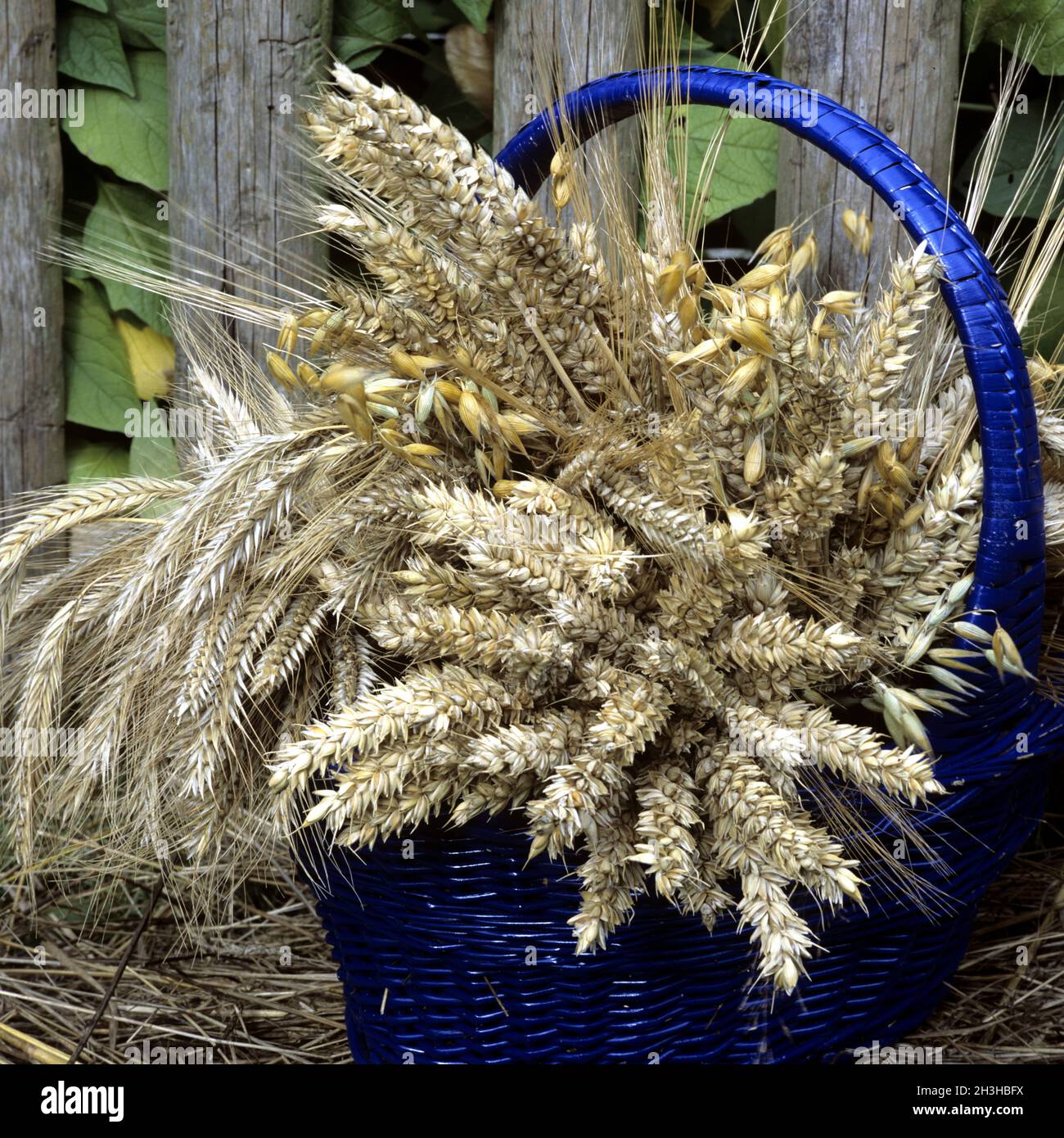 Fruit sheaf hi-res stock photography and images - Alamy