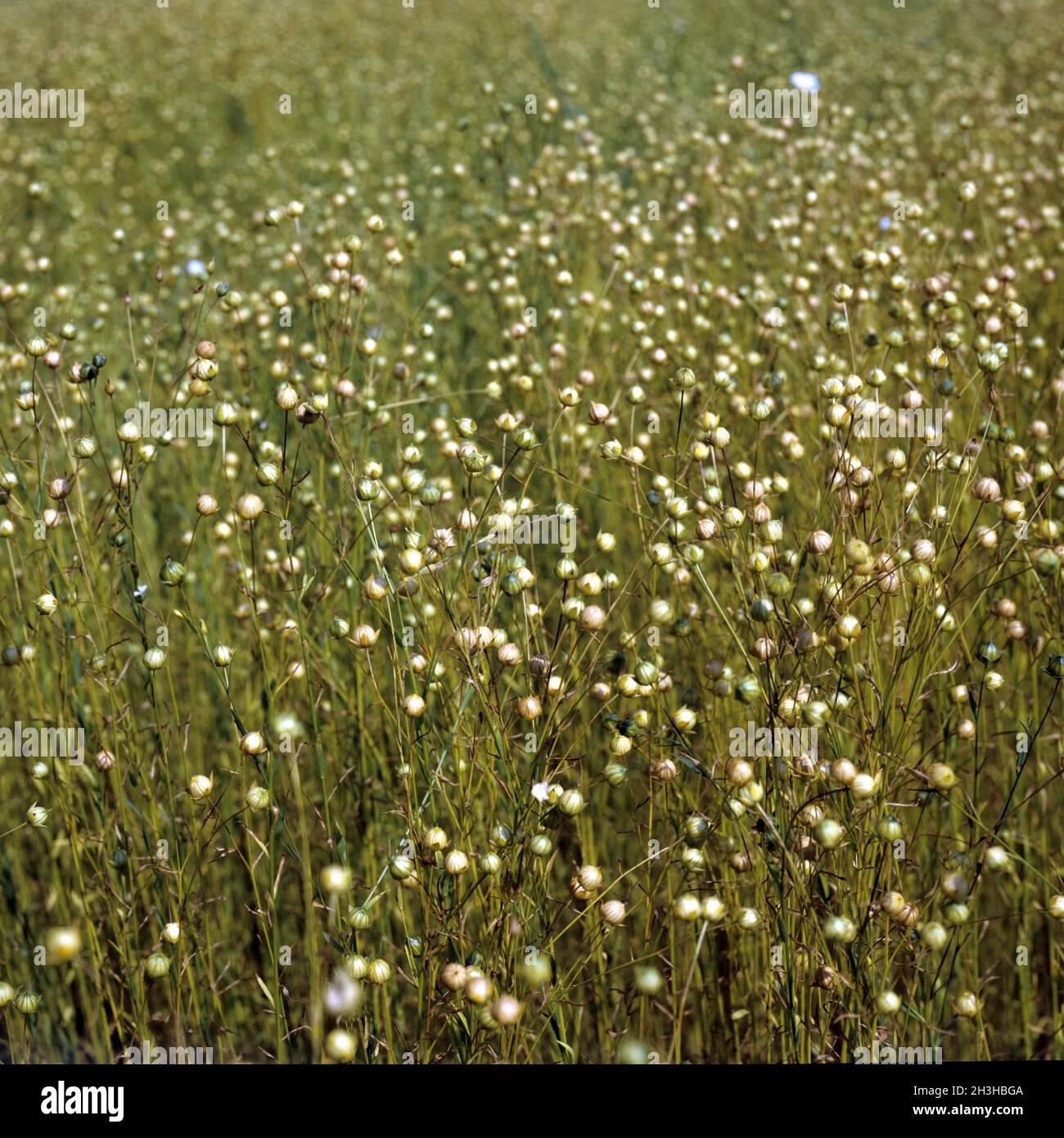 Linseed field hi-res stock photography and images - Alamy