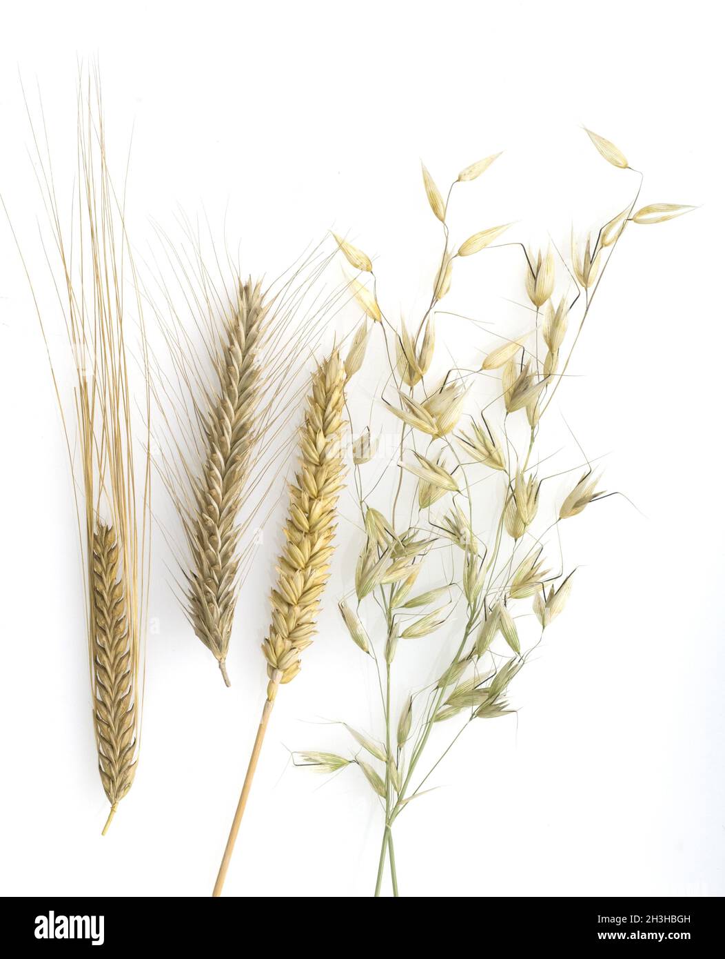 Cereals grain hi-res stock photography and images - Alamy