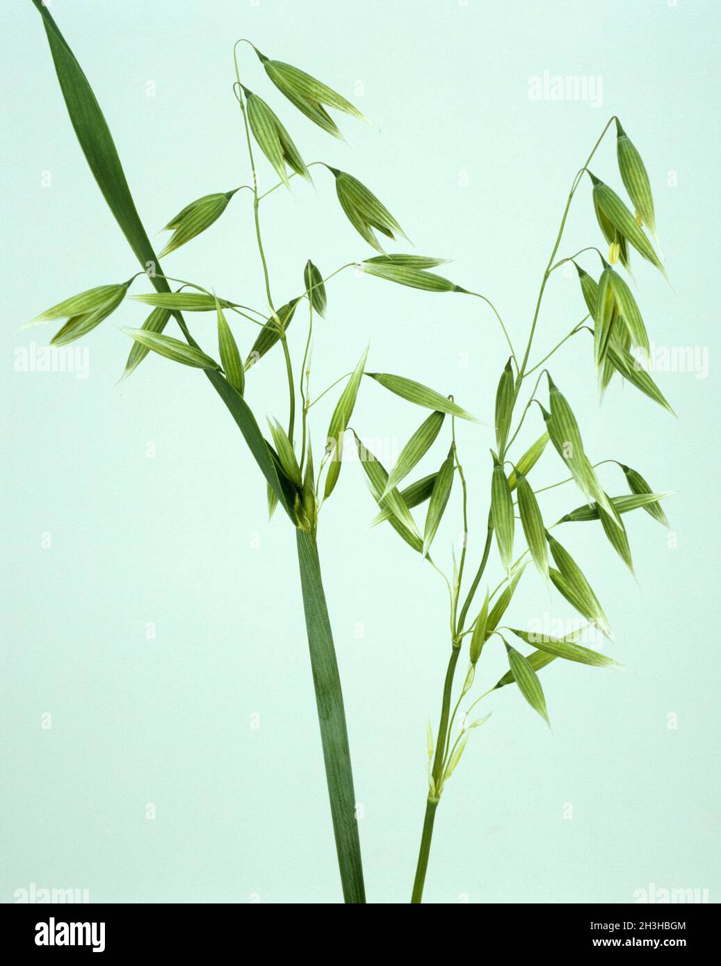 Green oats hi-res stock photography and images - Alamy