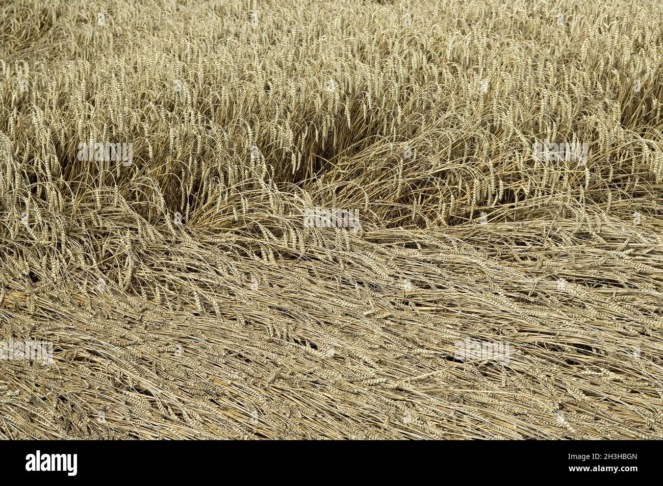 Grain field; Grain field storm damage; Grain field wind damage Stock ...