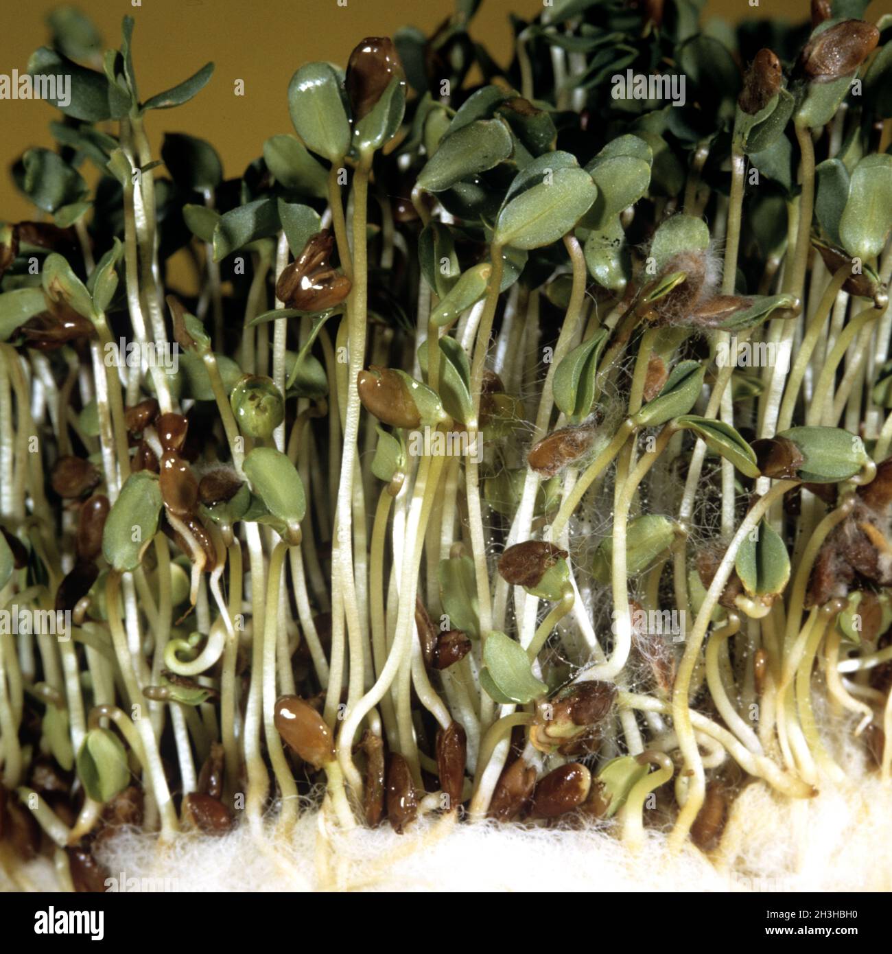 Linseed sprouts; linseed Stock Photo - Alamy