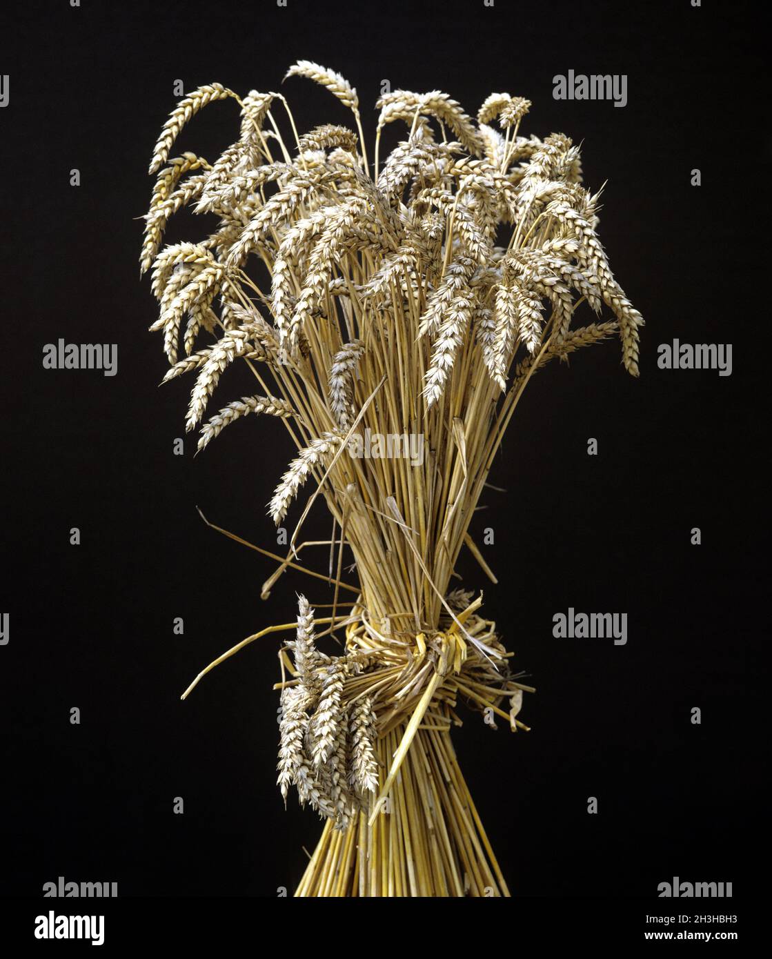 Black ooze hi-res stock photography and images - Alamy