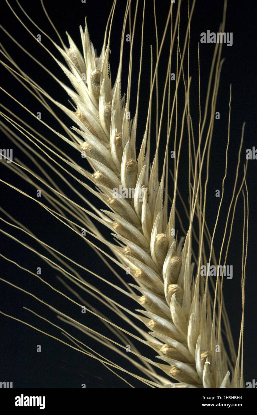 Rye ear, Rye, Rye ears, Secale Cereale Stock Photo - Alamy