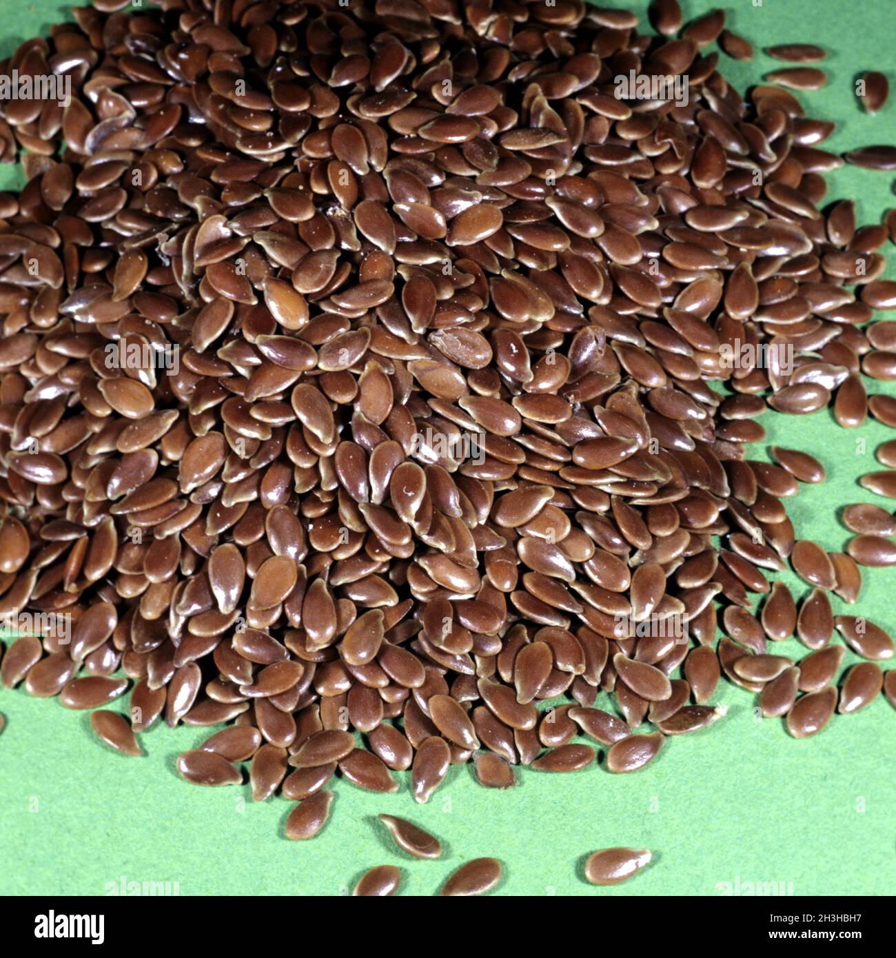 Linseed, Linum perenne Stock Photo - Alamy