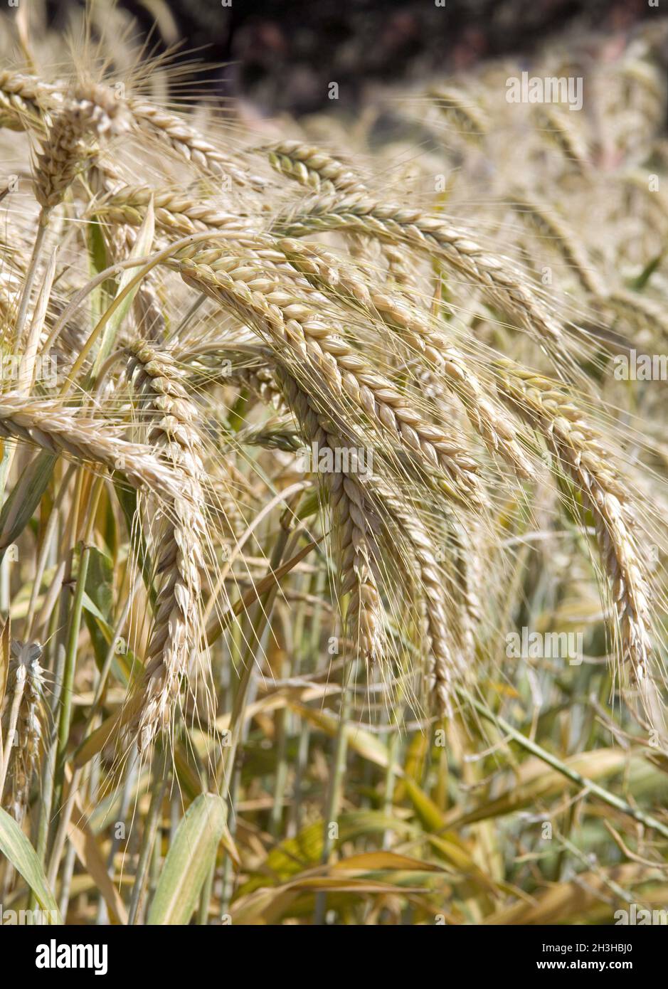 Triticale ear hi-res stock photography and images - Alamy