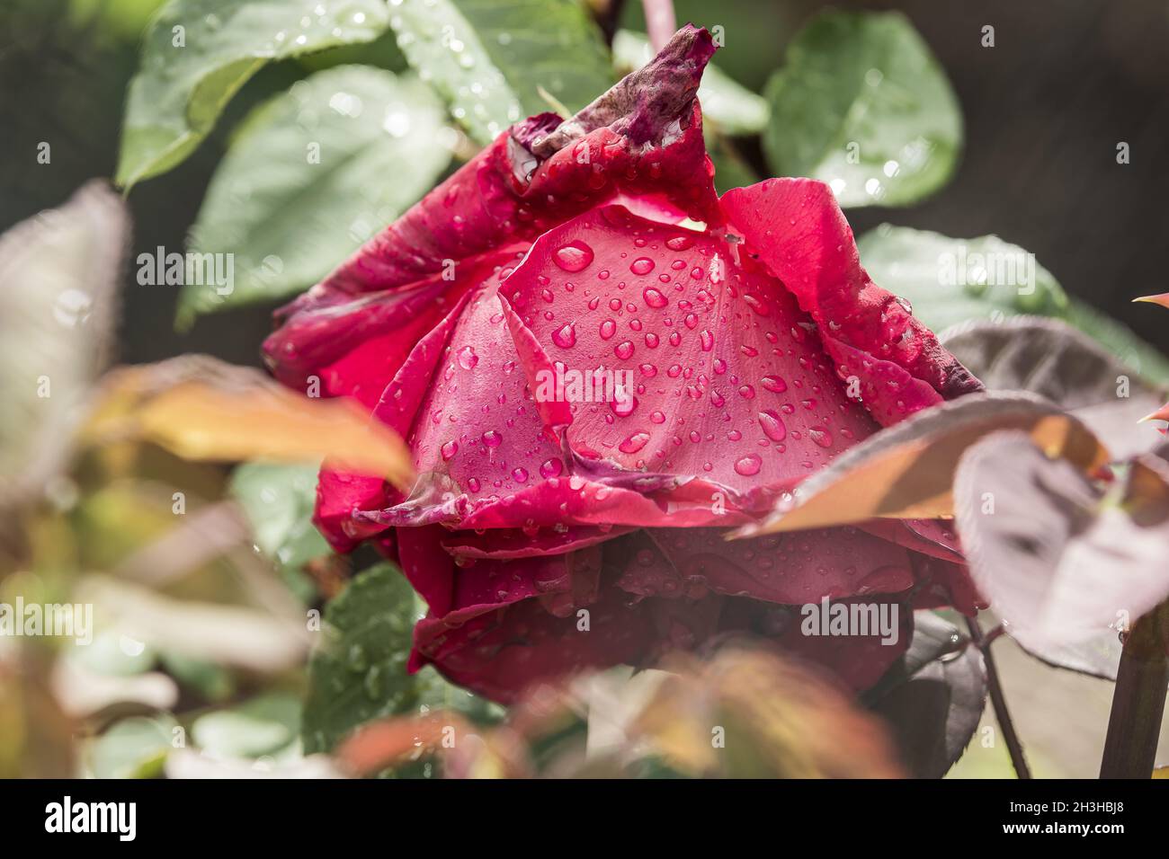 Closeup of the rainfall droplets on the petals of the red rose Stock ...