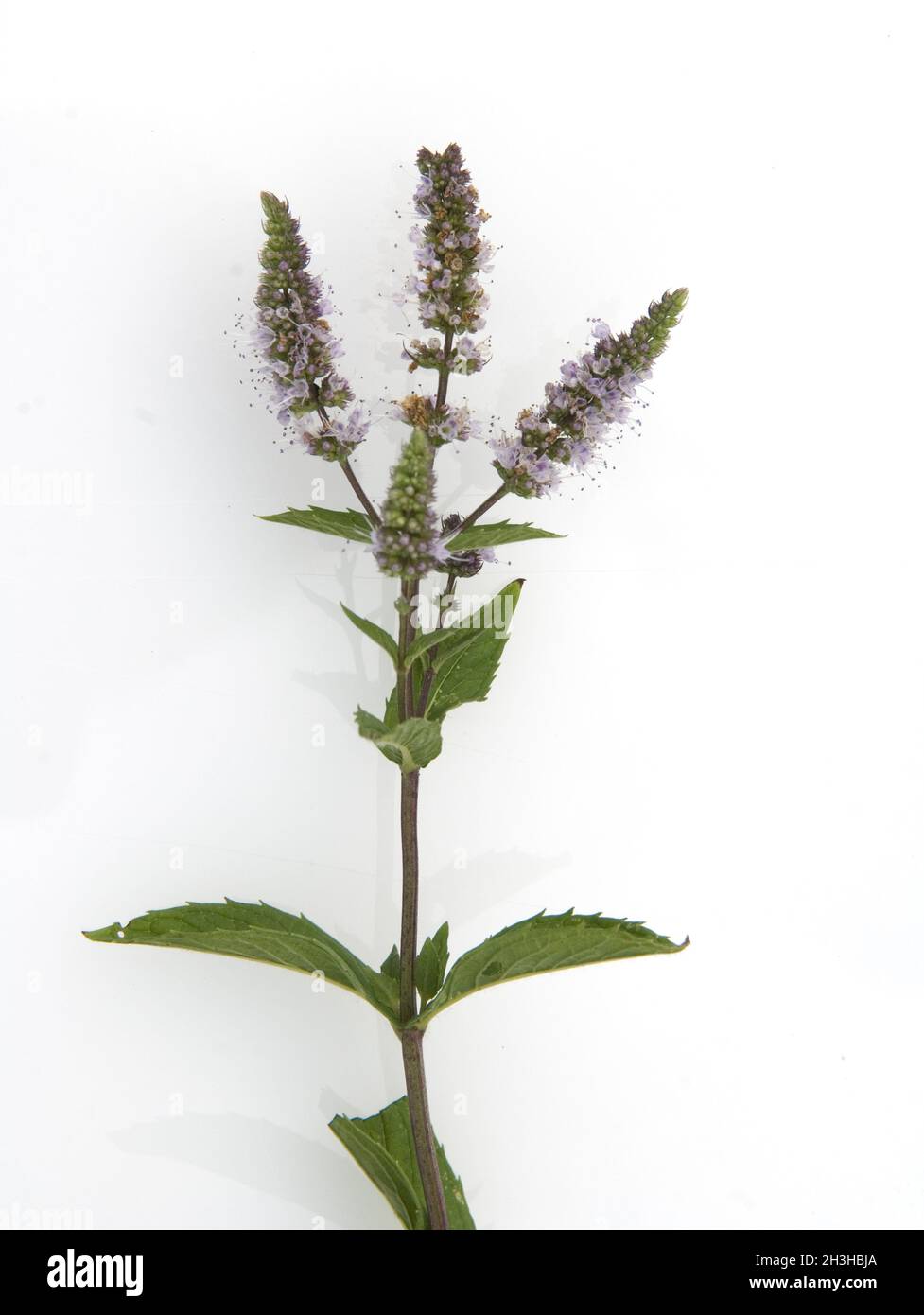 Mentha piperita citrata orange hi-res stock photography and images - Alamy