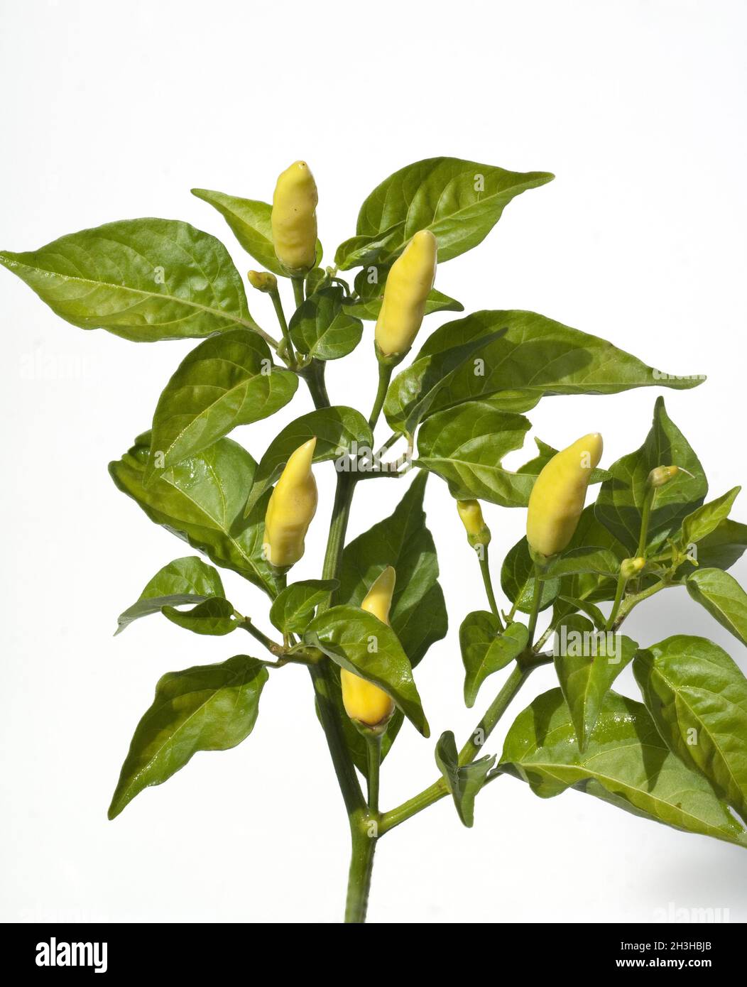 Chili, Capsicum, spice herb, annuum Stock Photo - Alamy