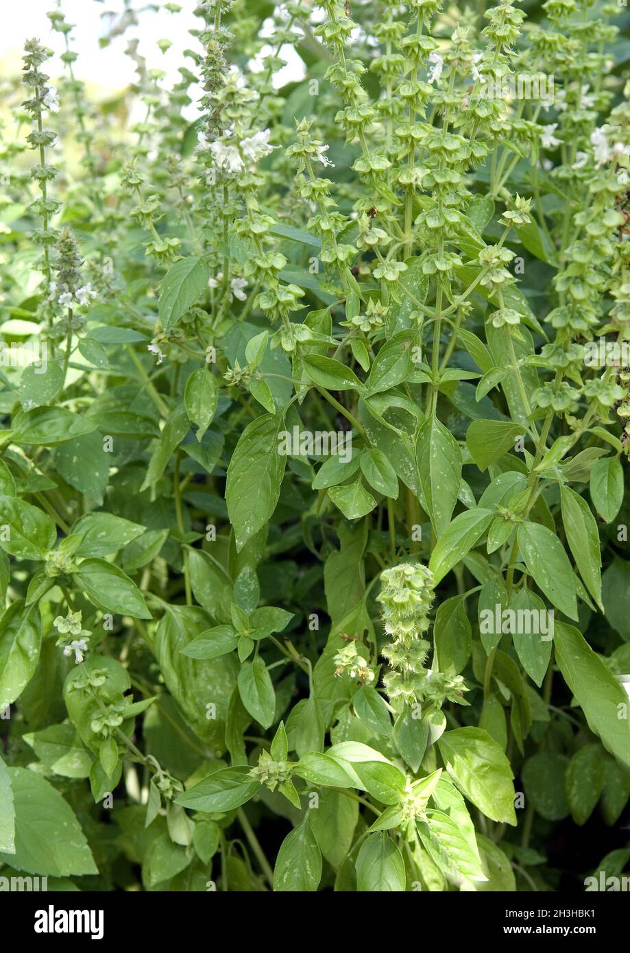 Ocimum gratissimum hi-res stock photography and images - Alamy