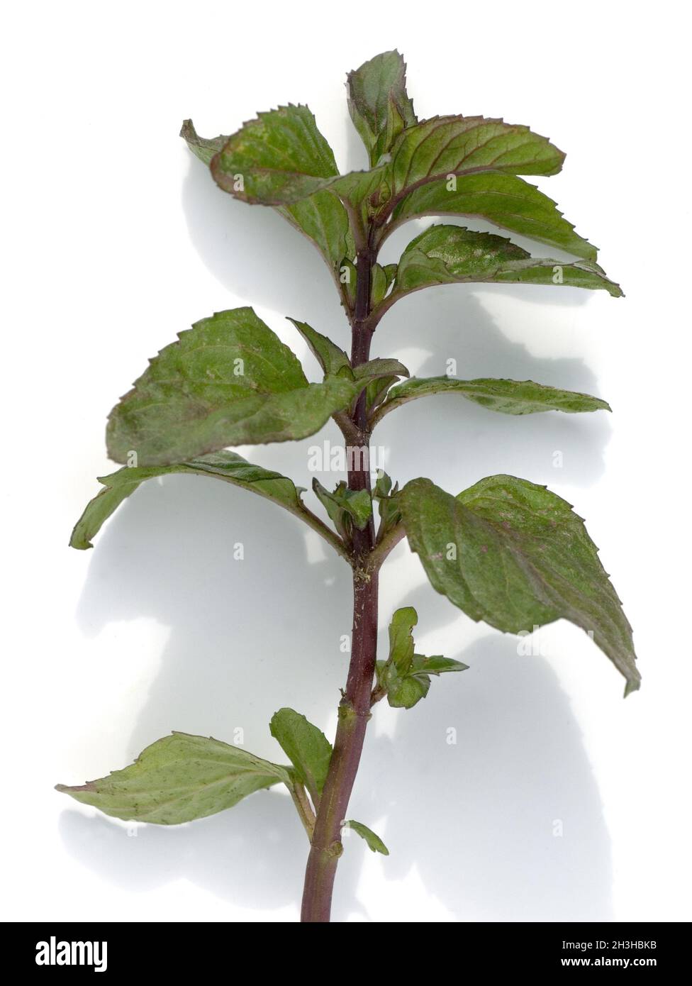 Mentha piperita citrata orange hi-res stock photography and images - Alamy