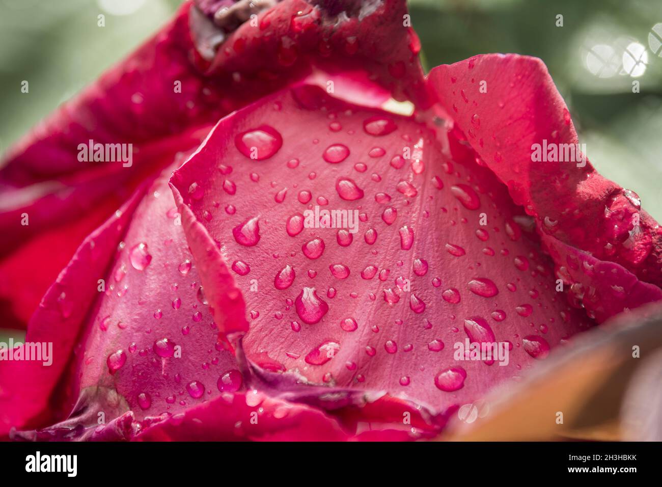 Closeup of the rainfall droplets on the petals of the red rose Stock ...