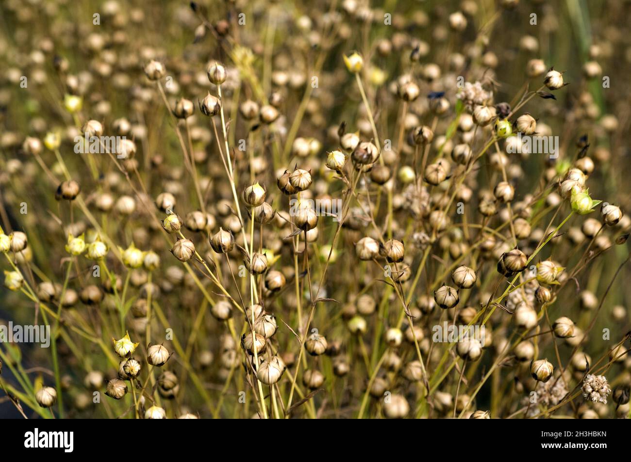 Flax And Weed High Resolution Stock Photography and Images - Alamy