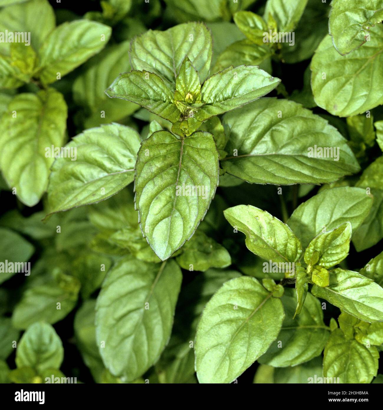 Mentha citrata orange hi-res stock photography and images - Alamy
