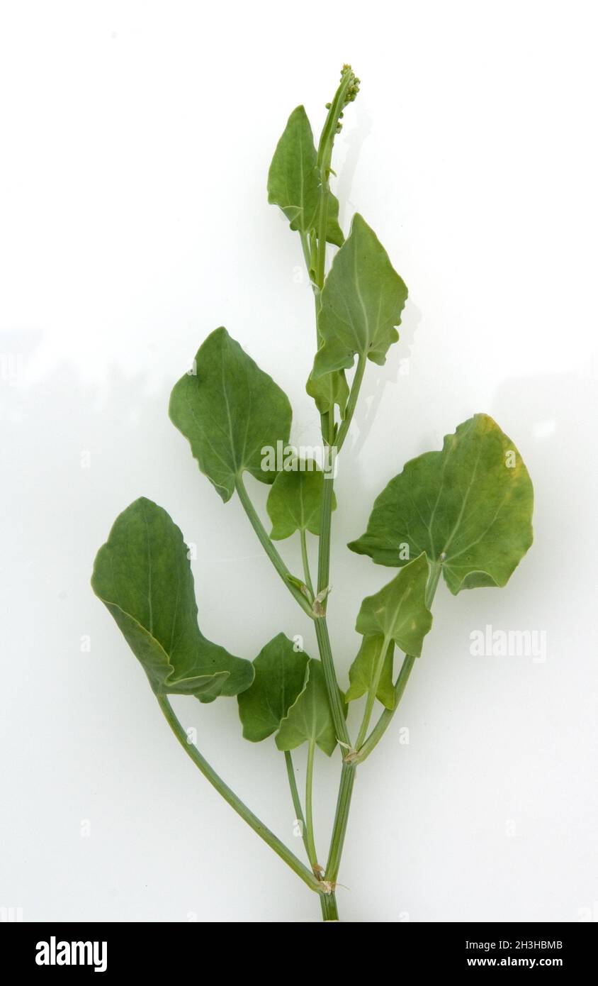 Roman dock hi-res stock photography and images - Alamy