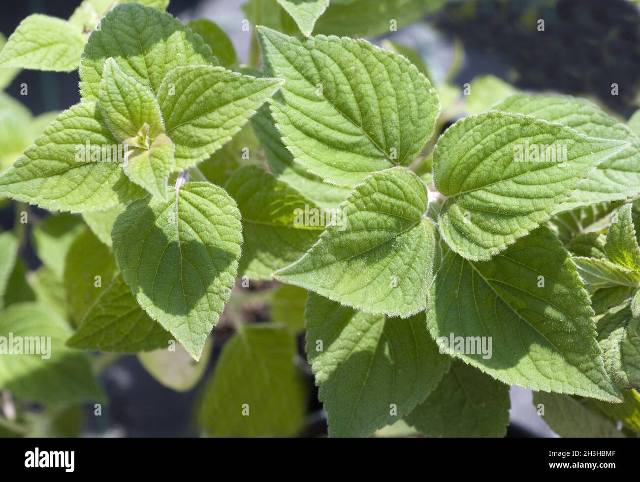 Tangerine sage, Salvia elegans, Tanjara Stock Photo - Alamy