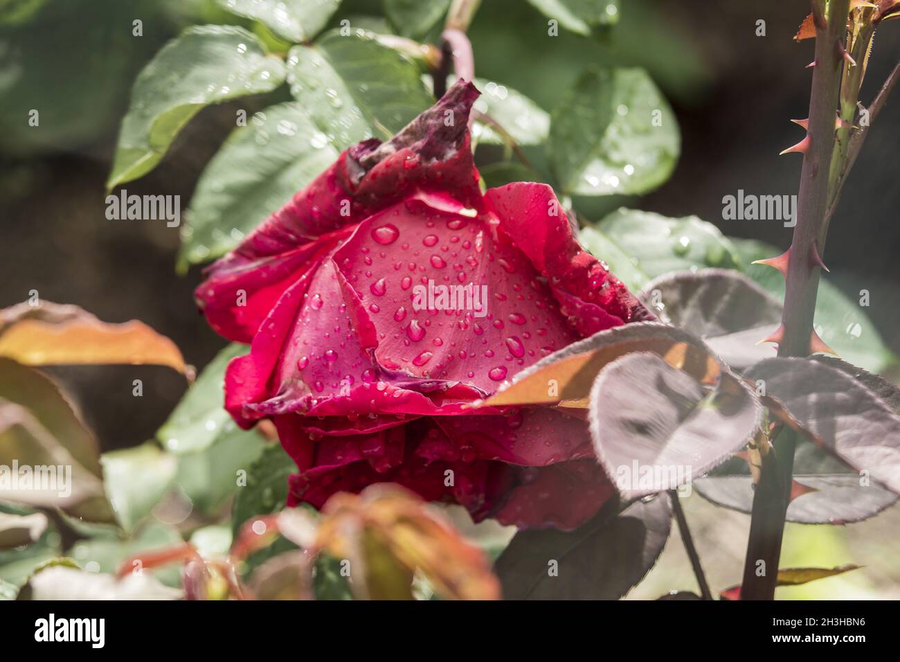 Closeup of the rainfall droplets on the petals of the red rose Stock ...