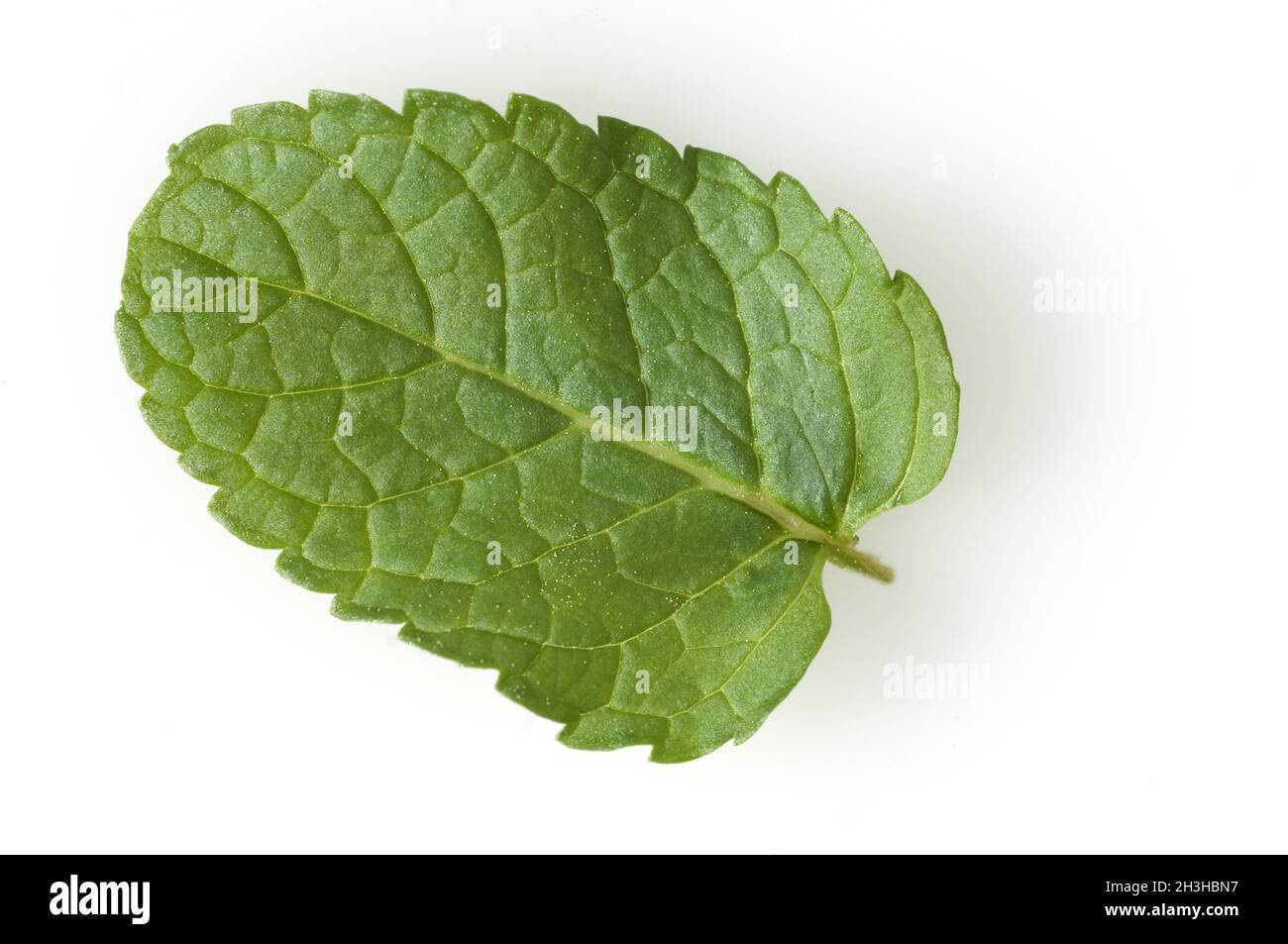 Spanish mint, Mentha spicata, Spanish Stock Photo - Alamy