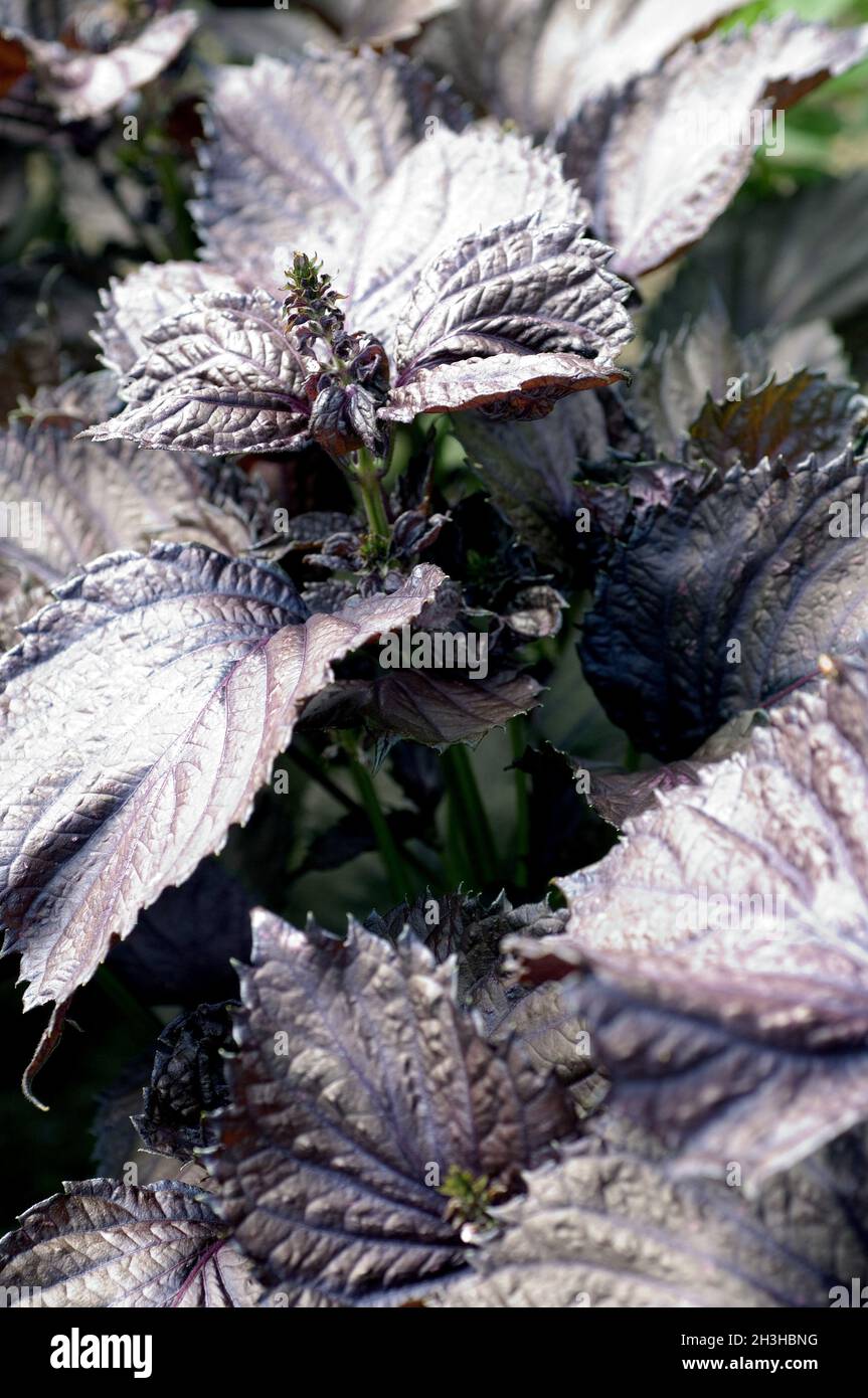 Perilla shiso red hi-res stock photography and images - Alamy