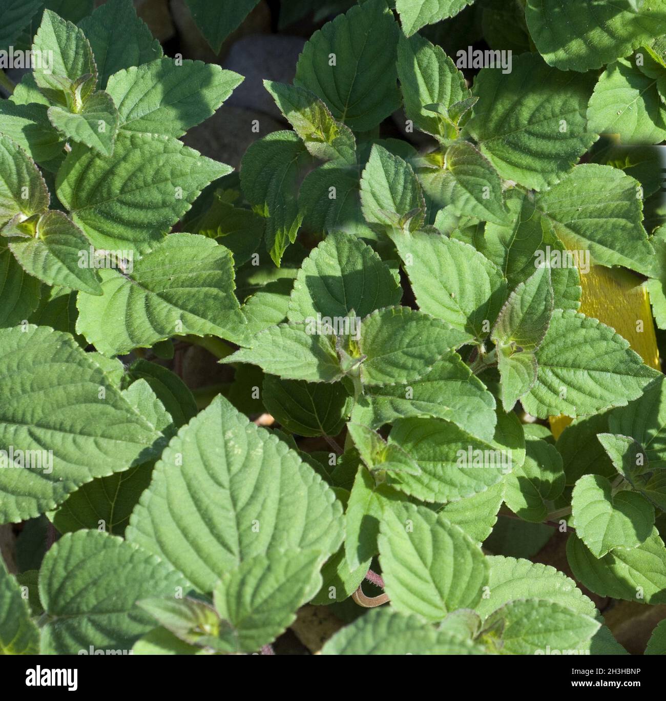 Tangerine sage hi-res stock photography and images - Alamy
