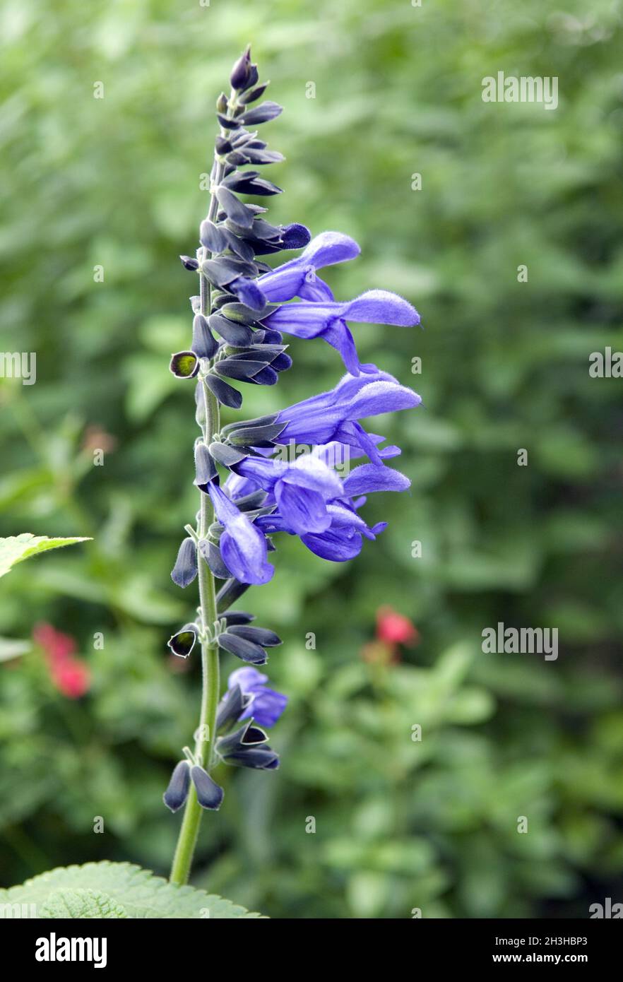 Salvia guaranitica hi-res stock photography and images - Alamy