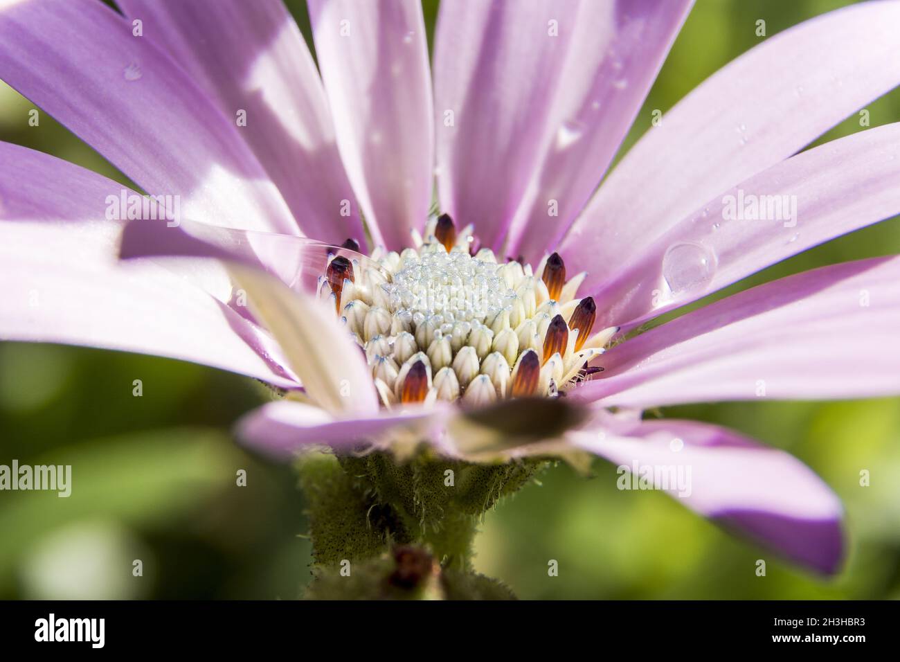 African Daisy Spider High Resolution Stock Photography and Images - Alamy