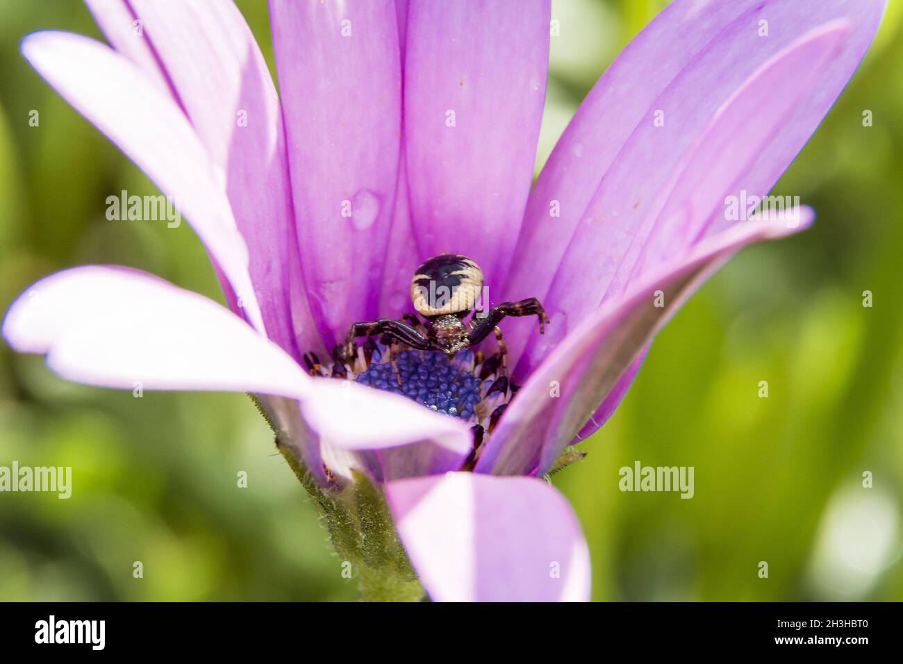Closeup of a bug on the blossomed purple African daisy flower Stock ...