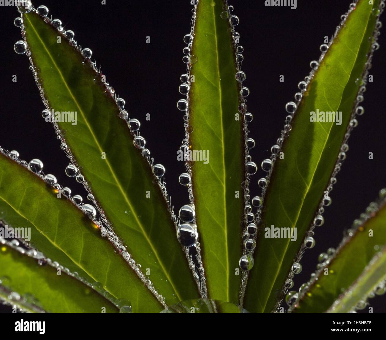 Dewdrop structure hi-res stock photography and images - Alamy