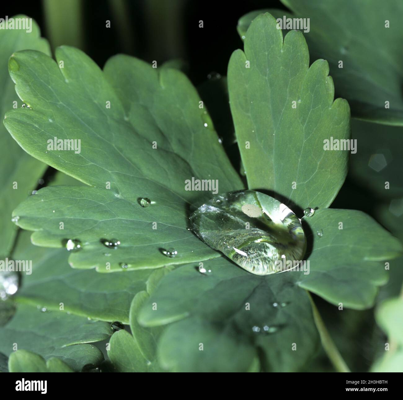 Wettable hi-res stock photography and images - Alamy