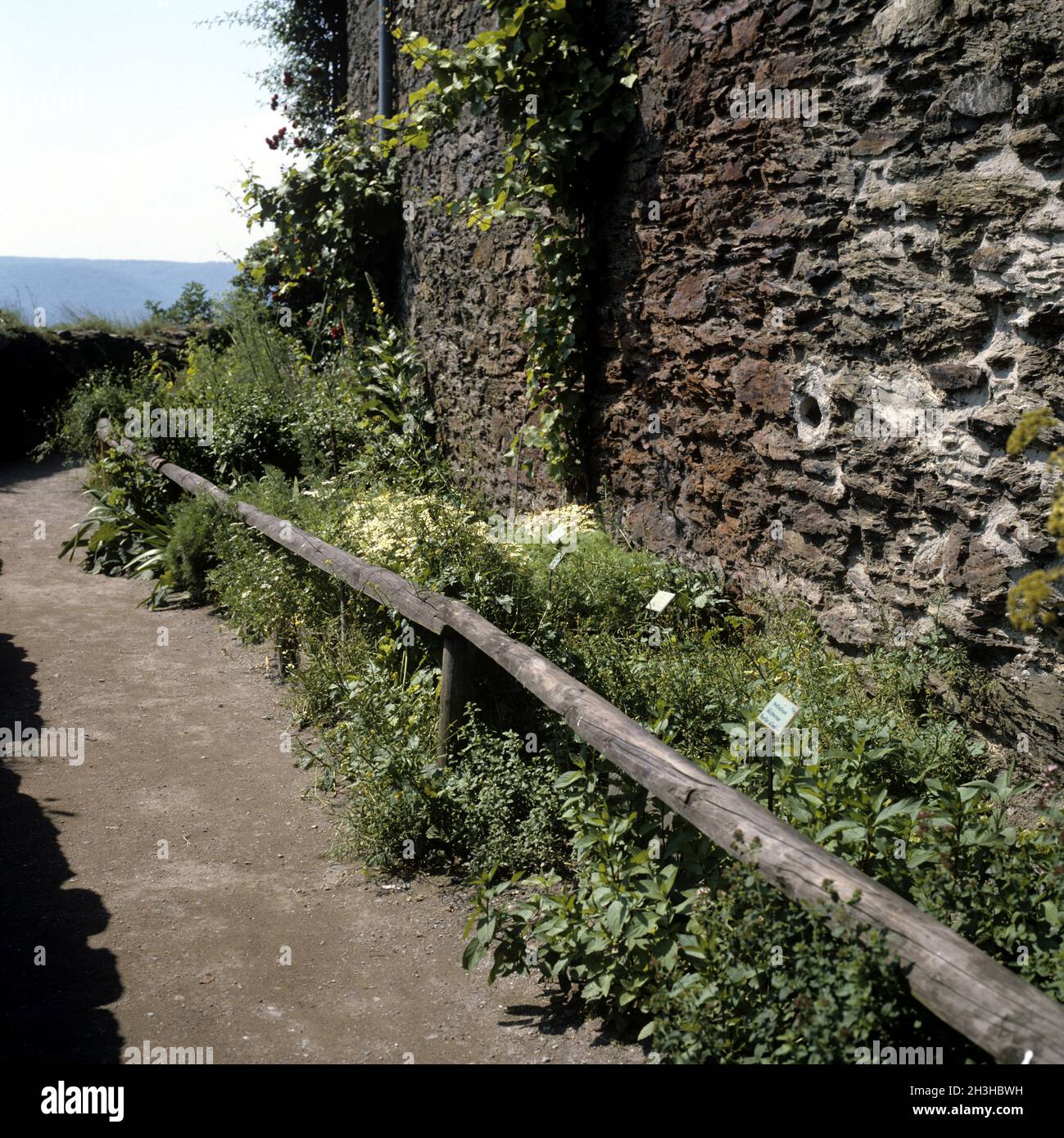 Medieval plants herbs hi-res stock photography and images - Alamy
