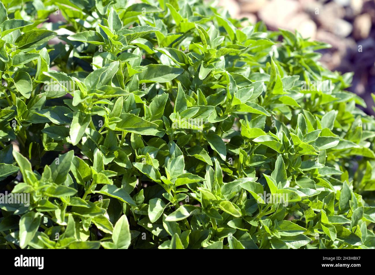 Cuban bush basil, Ocimum species Stock Photo - Alamy