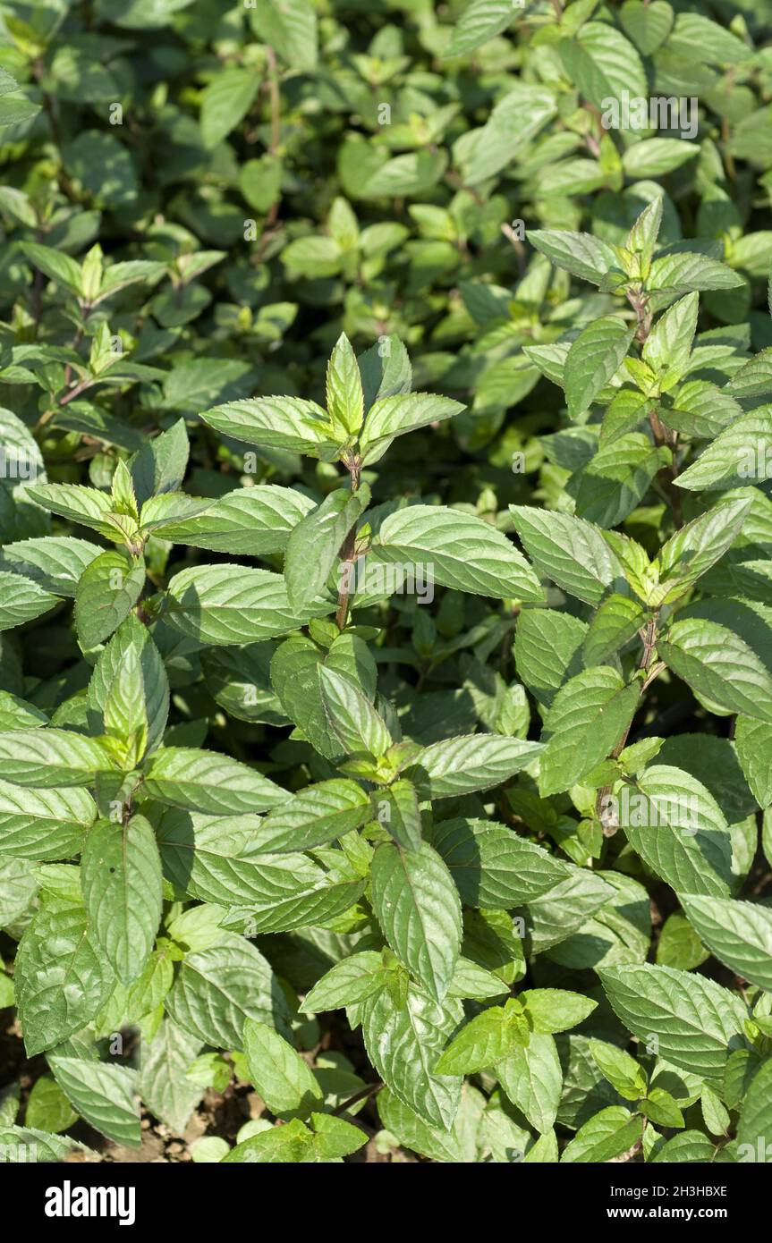 Peppermint chocolate mint plant hi-res stock photography and images - Alamy