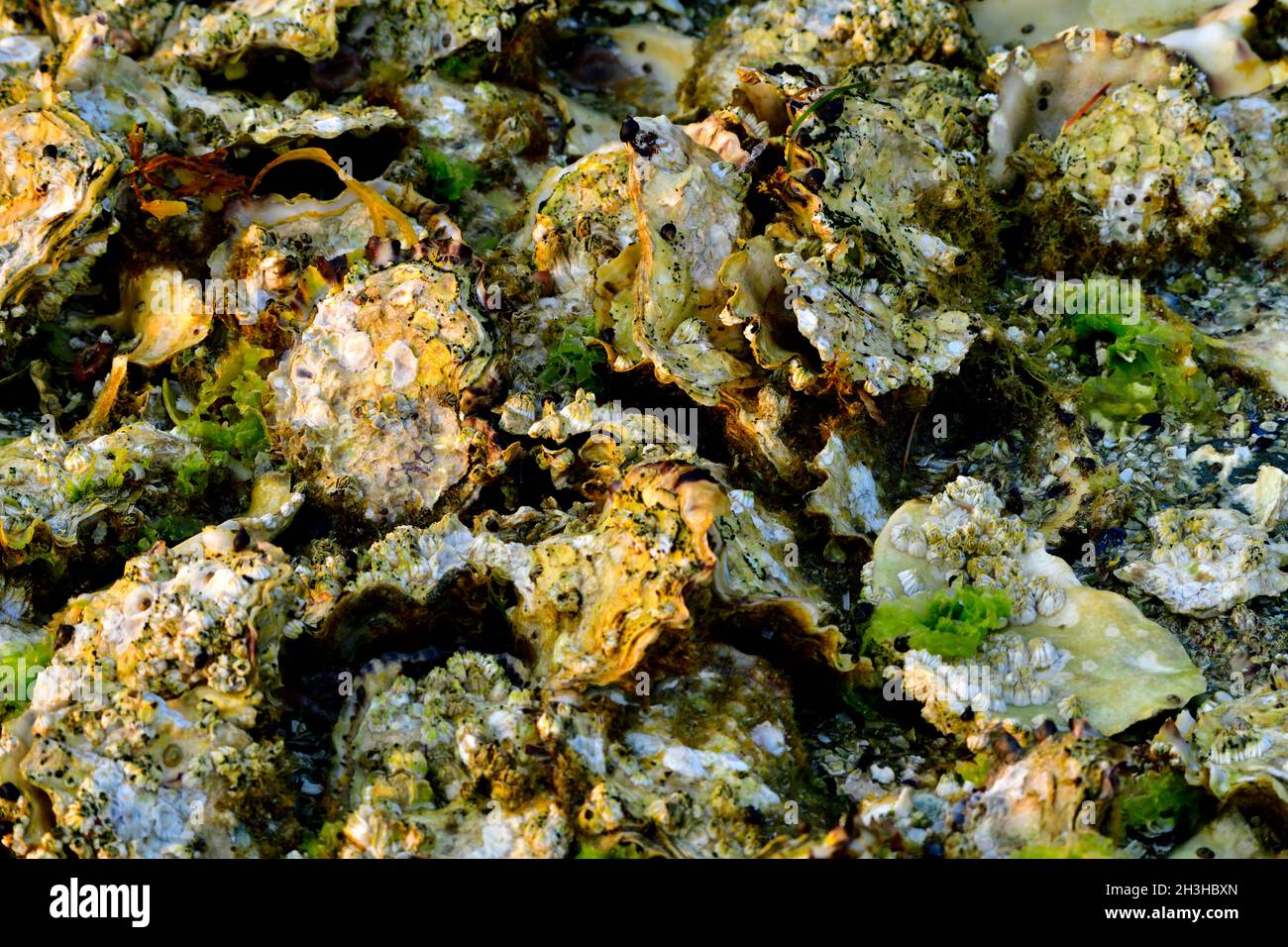 Pacific oysters under water hi-res stock photography and images - Alamy