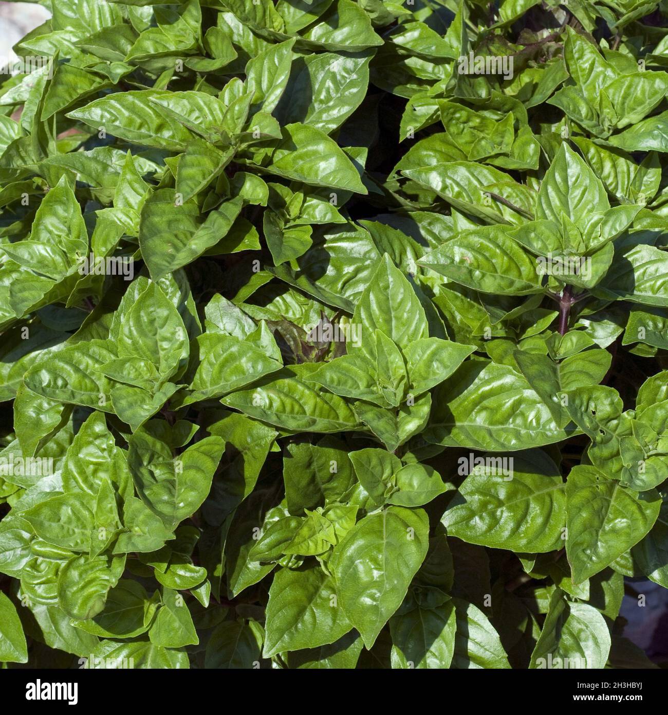 Shrub basil, mammoth Stock Photo - Alamy