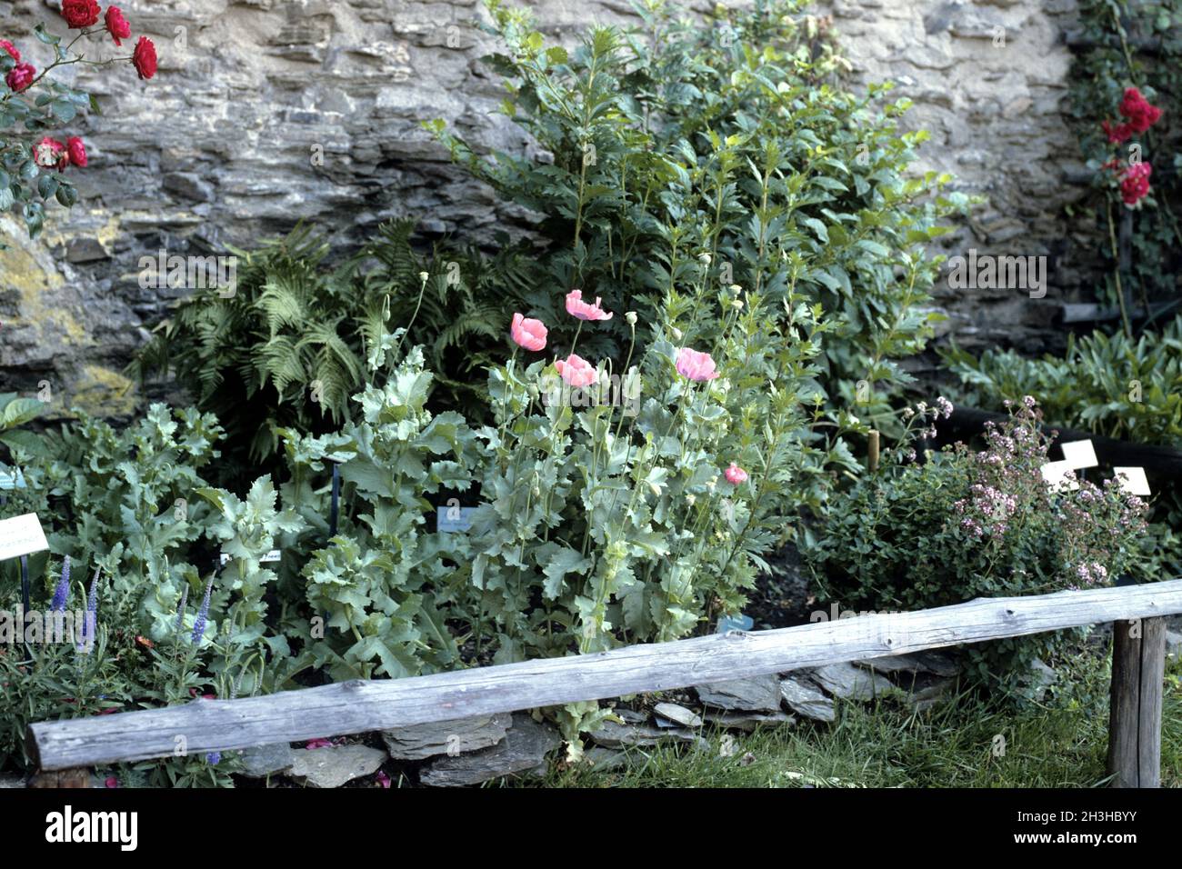 Medieval herb garden hi-res stock photography and images - Alamy